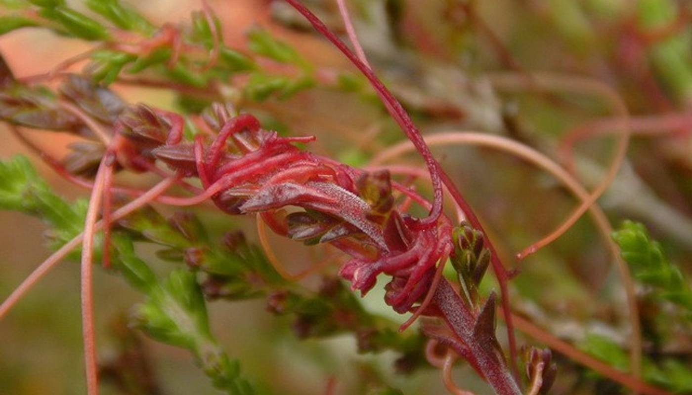 گیاه آفتیمون | ایران بوم گردی